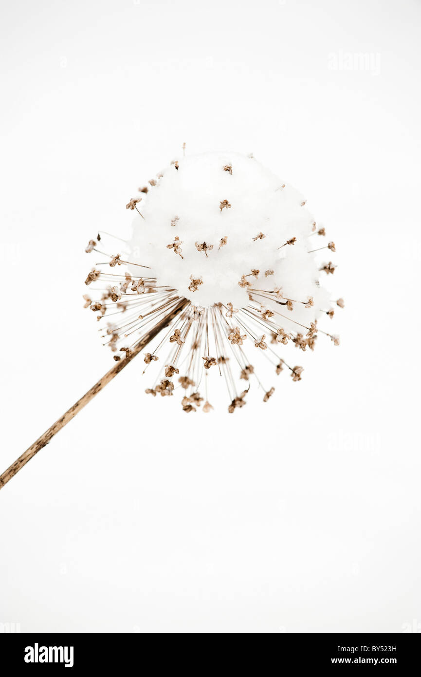Allium seed head winter hi-res stock photography and images - Alamy