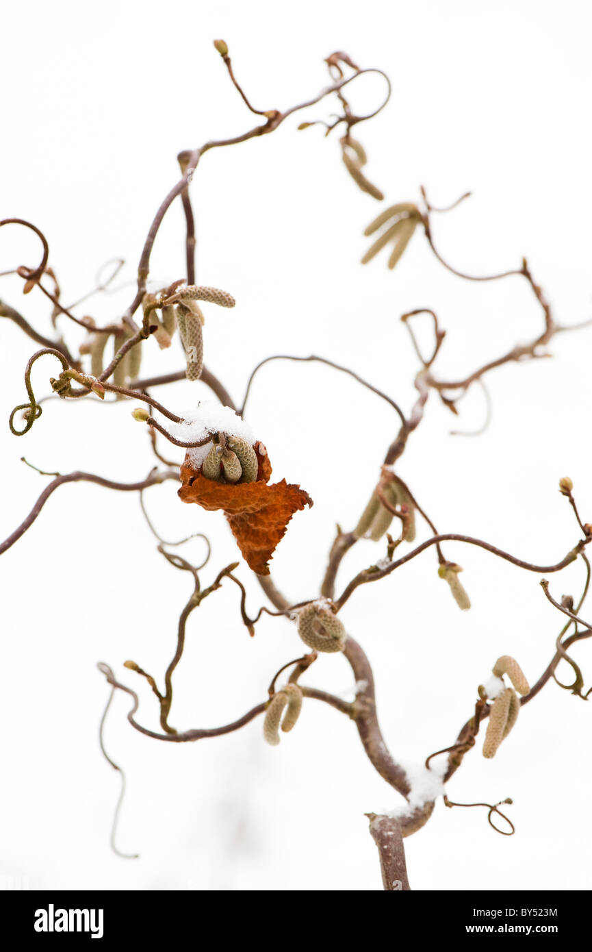 Corkscrew or Contorted Hazel, Corylus avellana 'Contorta' in the snow ...