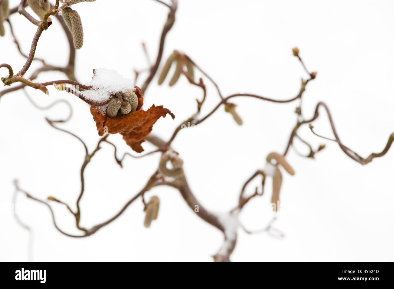 Corkscrew or Contorted Hazel, Corylus avellana 'Contorta' in the snow ...