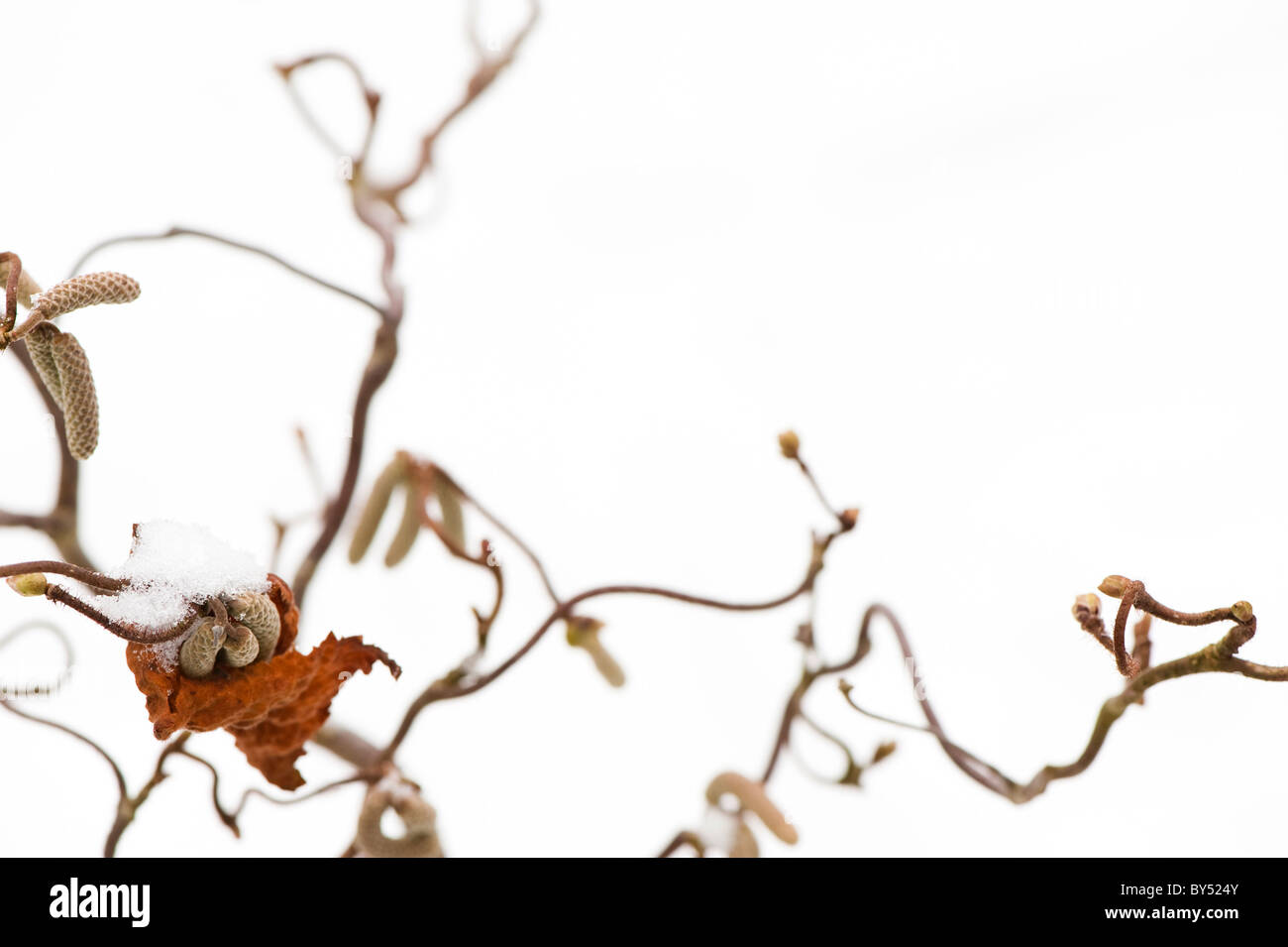 Corkscrew or Contorted Hazel, Corylus avellana 'Contorta' in the snow ...
