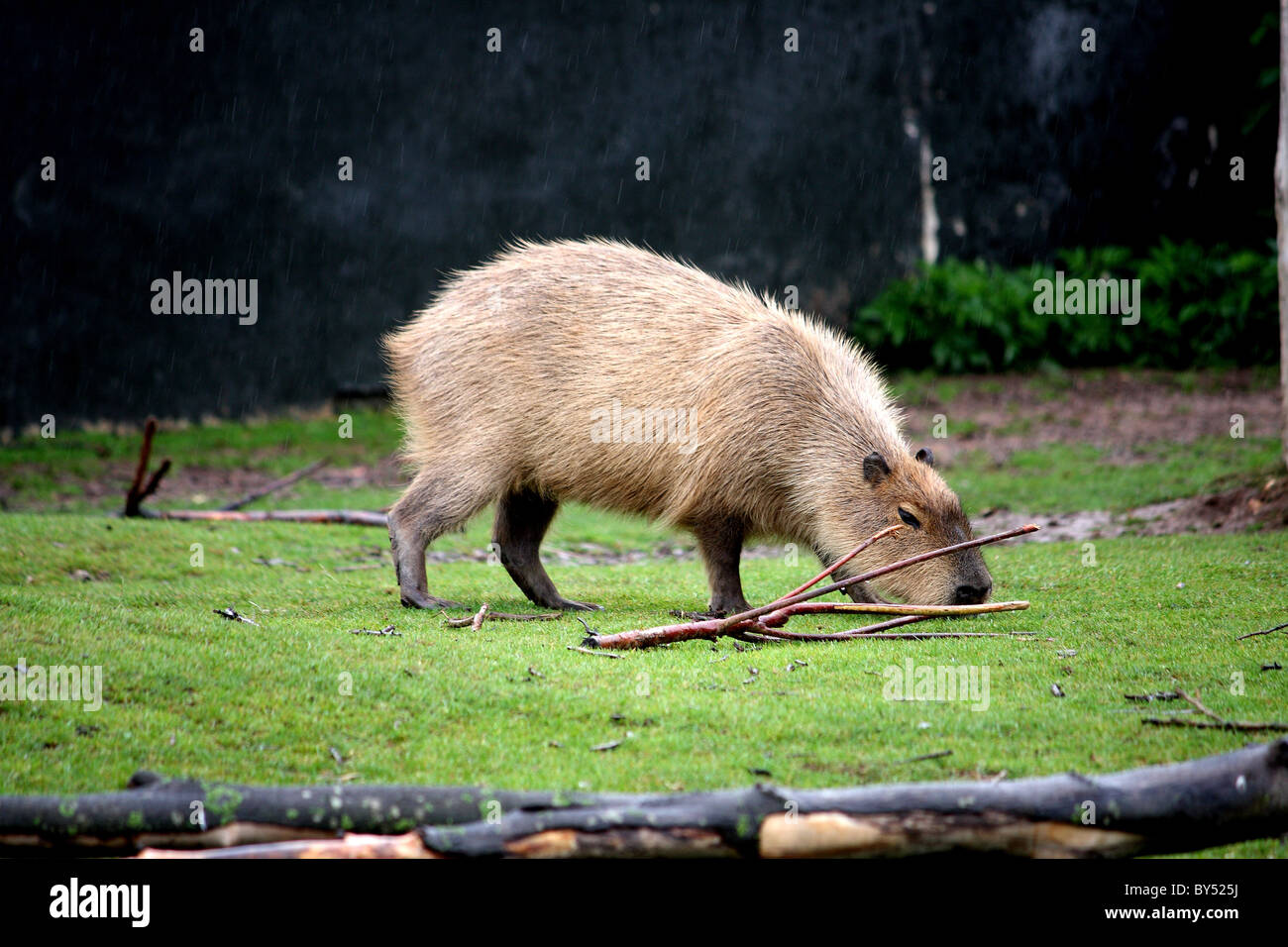 A Capybara Hydrochaeris animal from a zoo in England, UK Stock Photo ...