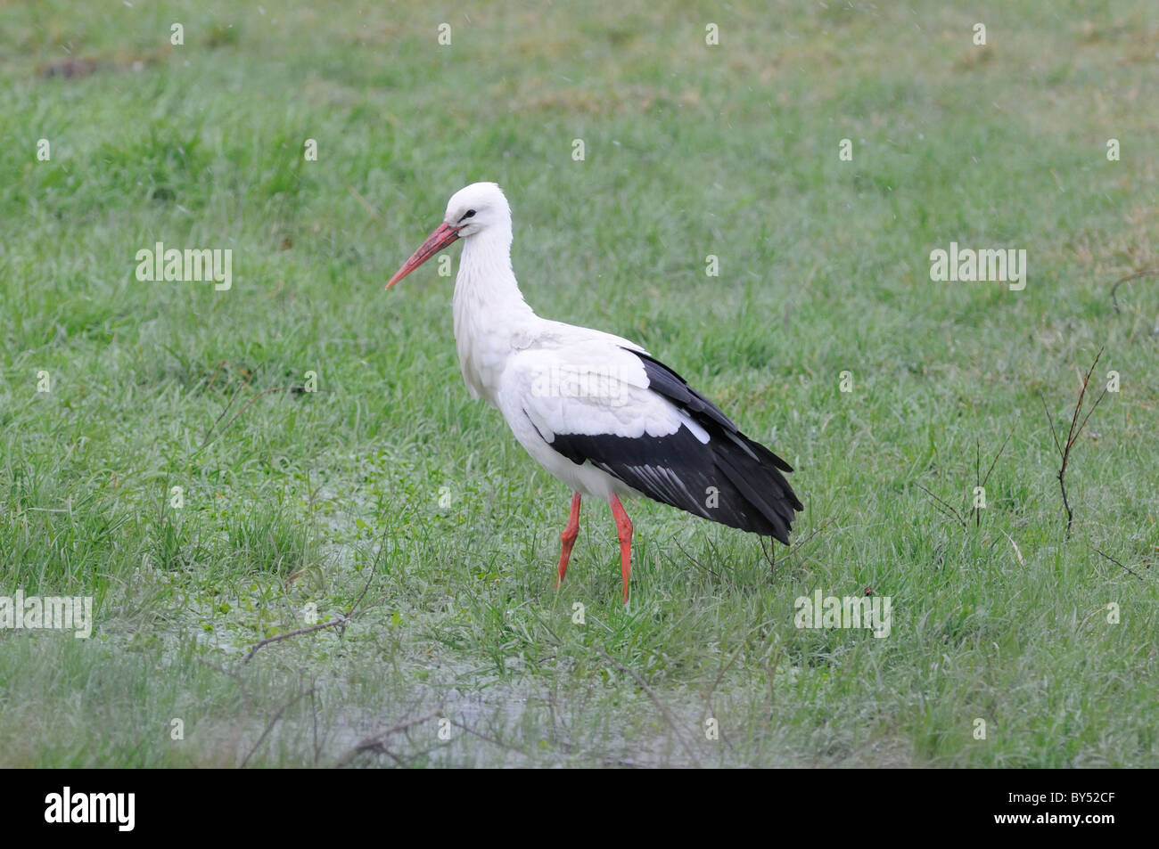 White stork feeding sweden hi-res stock photography and images - Alamy