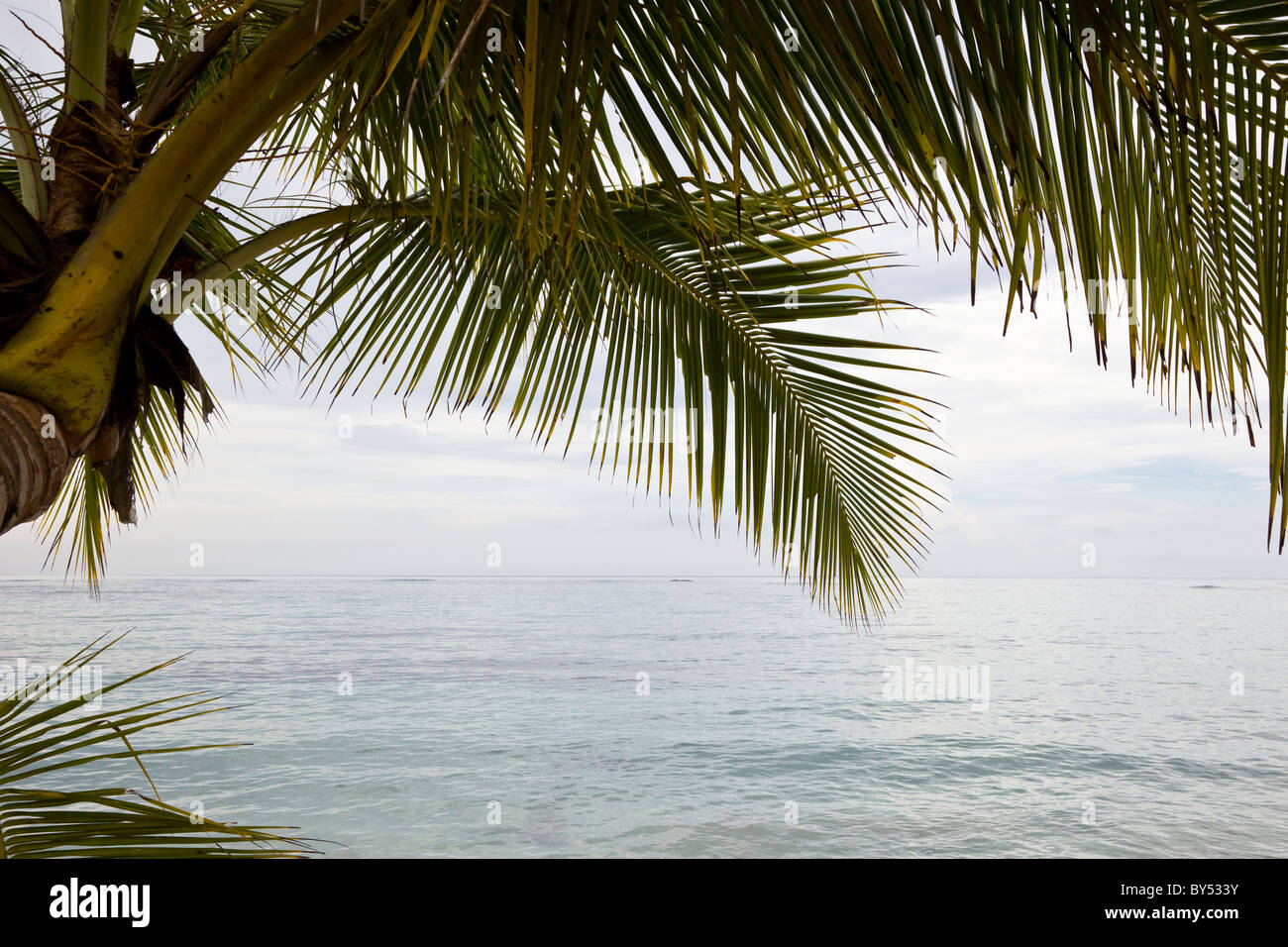 Relaxing, palm tree lined Caribbean coast at the small fishing village ...