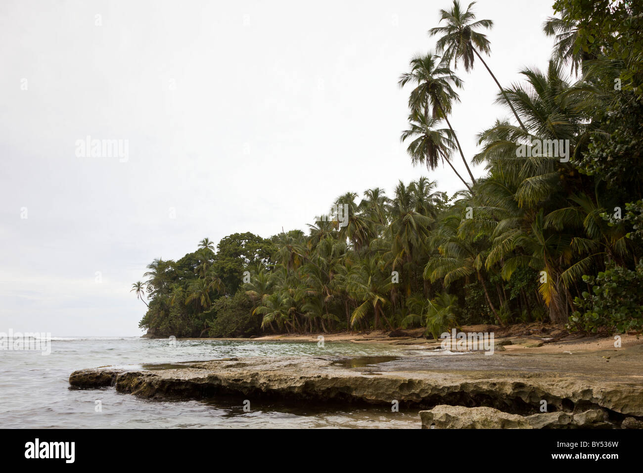 Palm trees meet the coral coast of the Gandoca-Manzanillo Wildlife ...