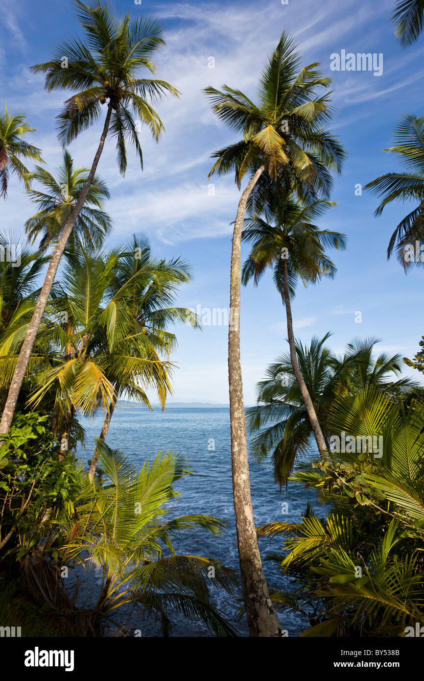Palm trees frame the Caribbean Sea at the tropical forest wildlife ...