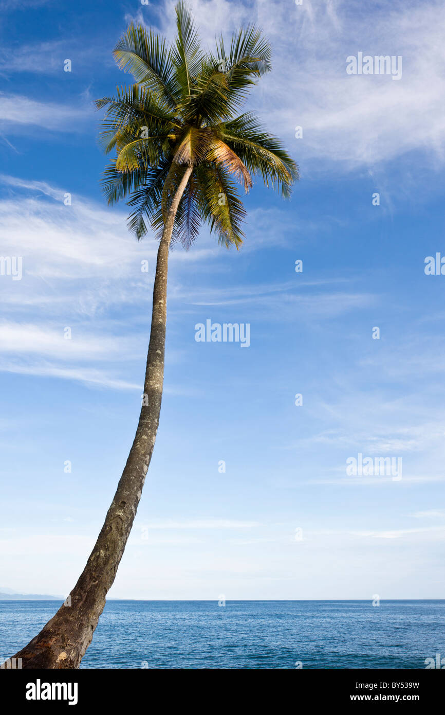 Lone palm tree stands where tropical forest meets the Caribbean Sea at ...
