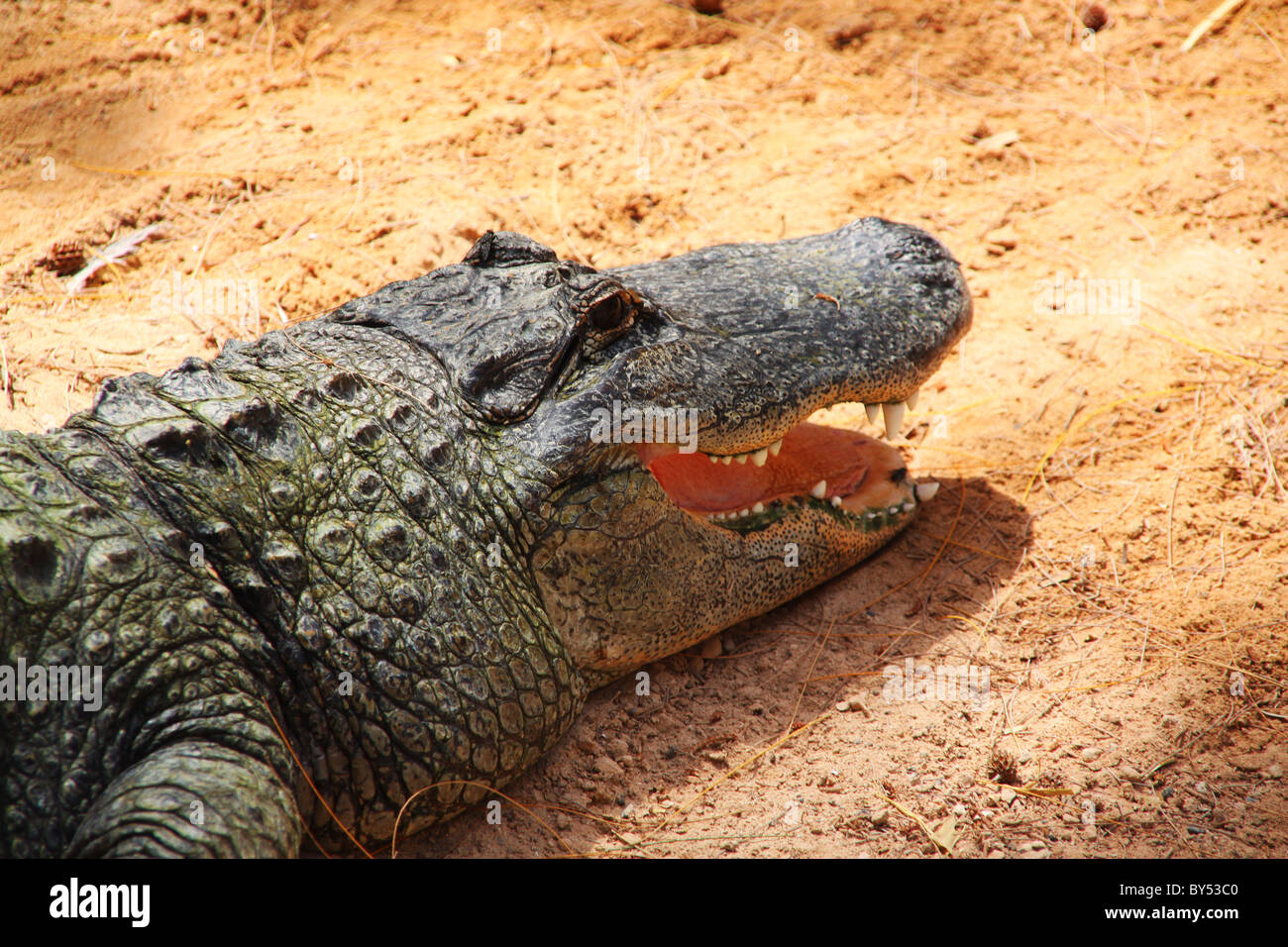 The smile of the crocodile hi-res stock photography and images - Alamy