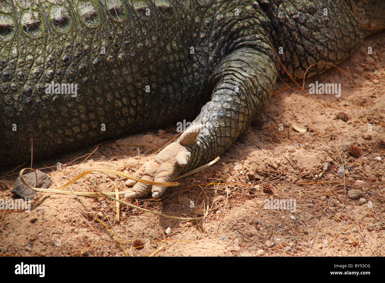 Crocodile leg lying on sand Stock Photo - Alamy