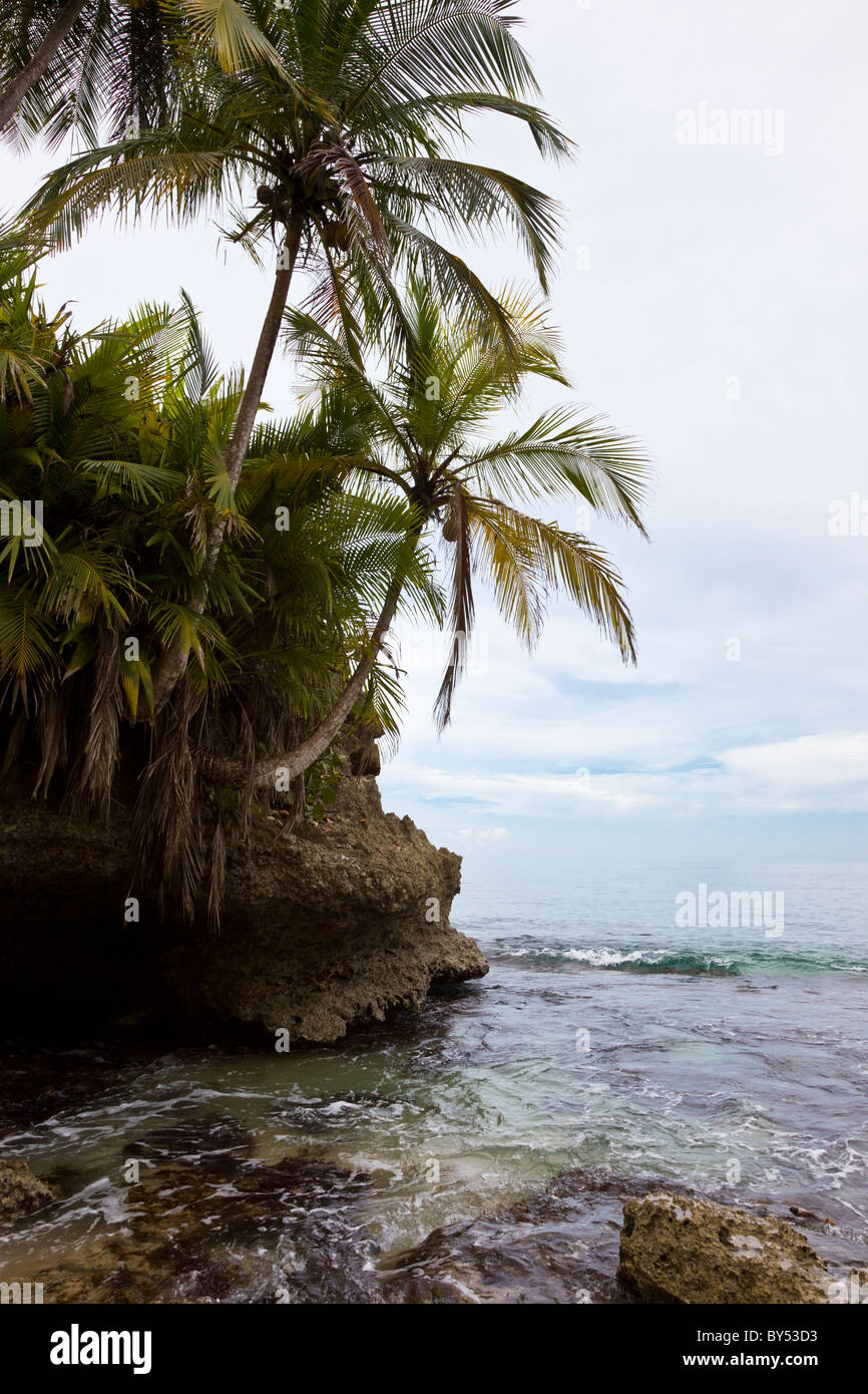 Gondoca manzanillo hi-res stock photography and images - Alamy