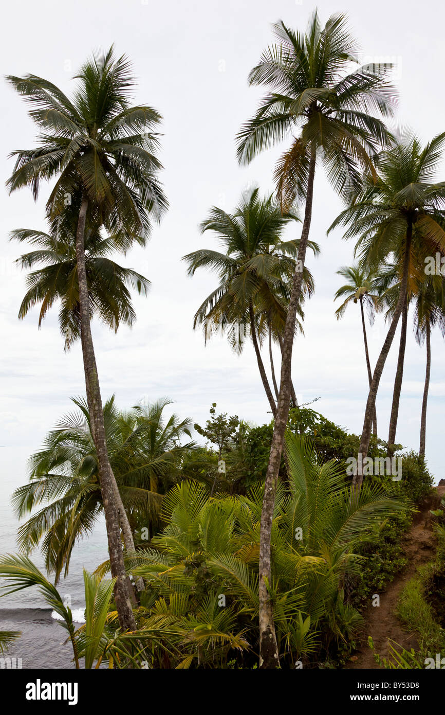 Manzanillo trees hi-res stock photography and images - Alamy