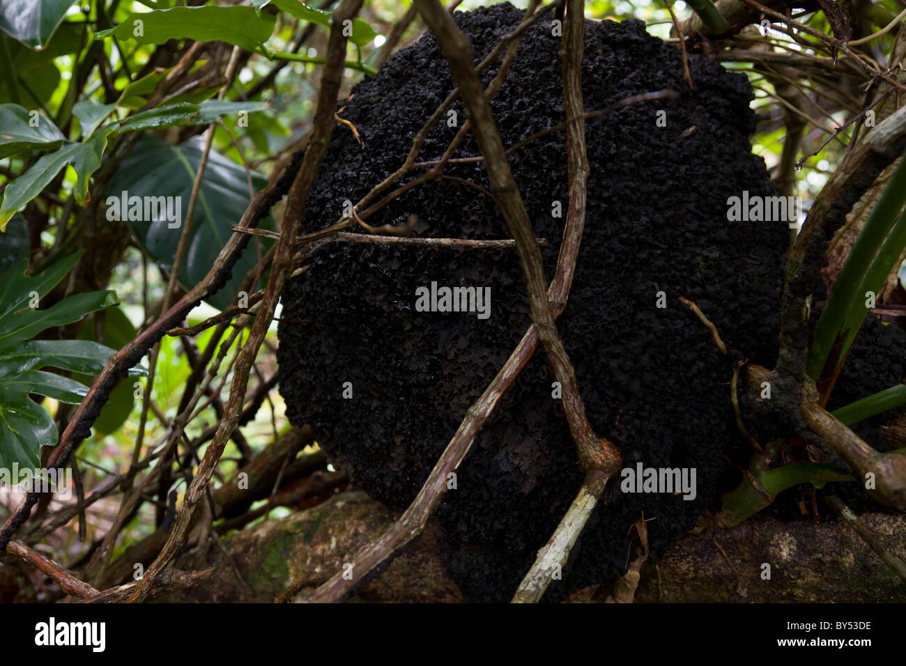 Arboreal termite (Nasutitermes) nest in the tropical forest canopy of ...