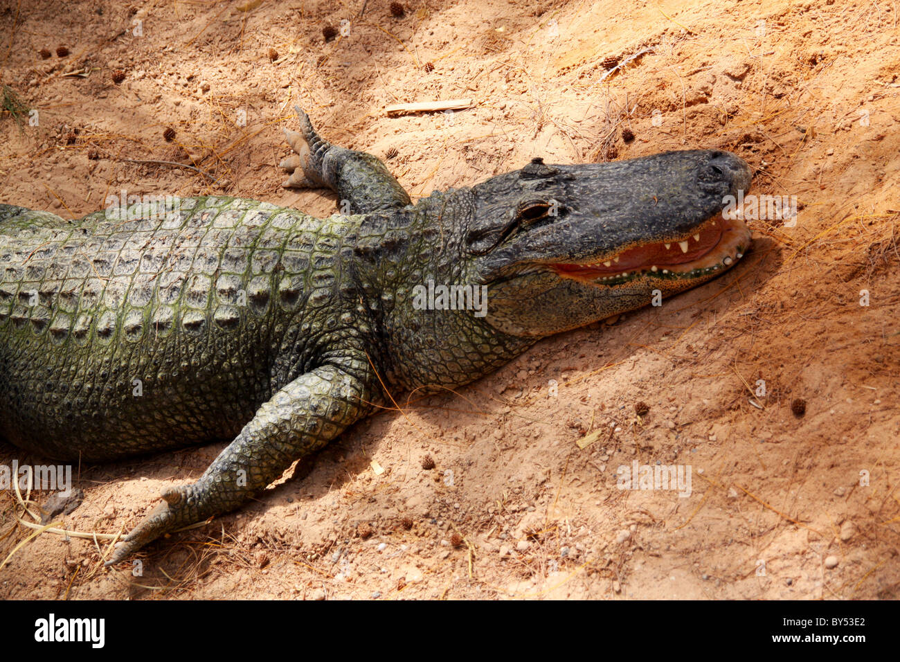 The smile of the crocodile hi-res stock photography and images - Alamy