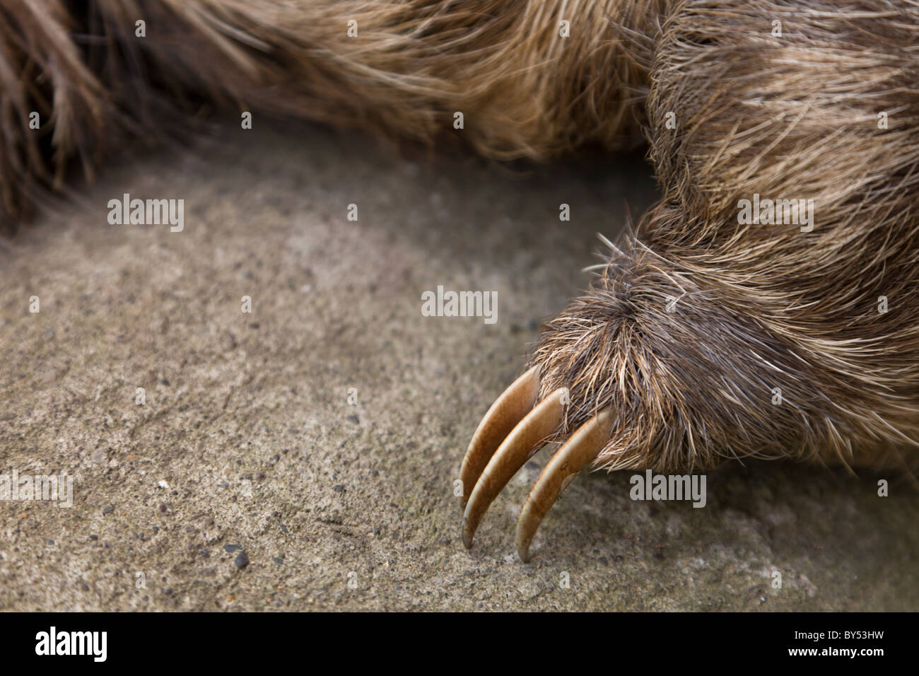 Close-upl of a female brown throated three-toed sloth (Bradypus Stock ...
