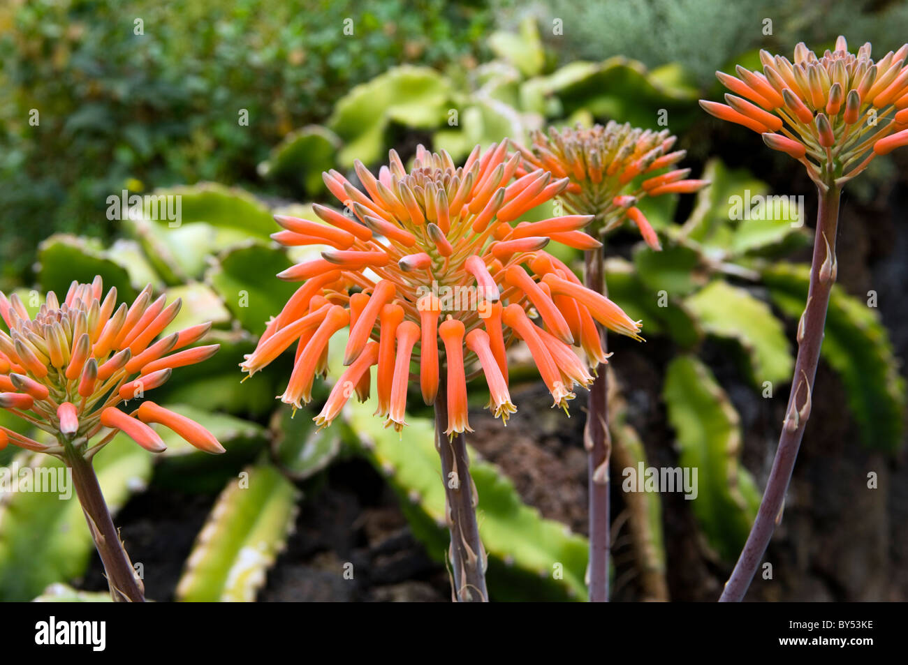 Island of El Hierro, Canary Islands, Spain. Flora & fauna. Aloe flower ...