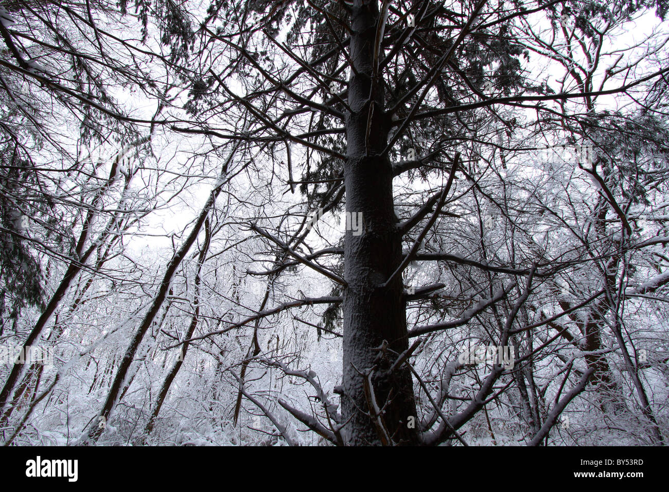 Fresh snowfall in Illinois Stock Photo - Alamy