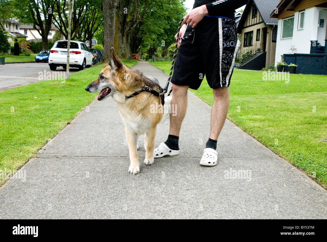 Can A German Shepherd Take Down A Man
