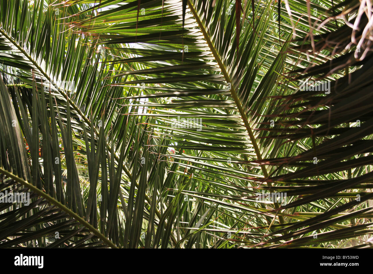Palm tree fronds backlit Stock Photo - Alamy Palm tree fronds backlit Stock Photo - Alamy