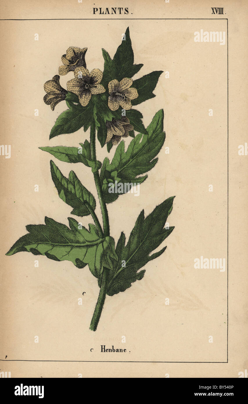 Hyoscyamus Niger Botanical Illustration High Resolution Stock ...