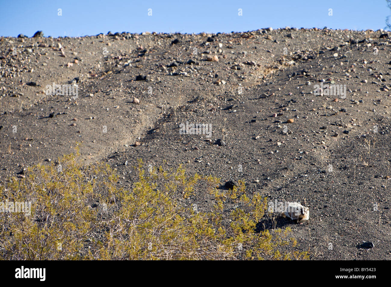 American Badger (Taxidea taxus) in Death Valley National Park ...