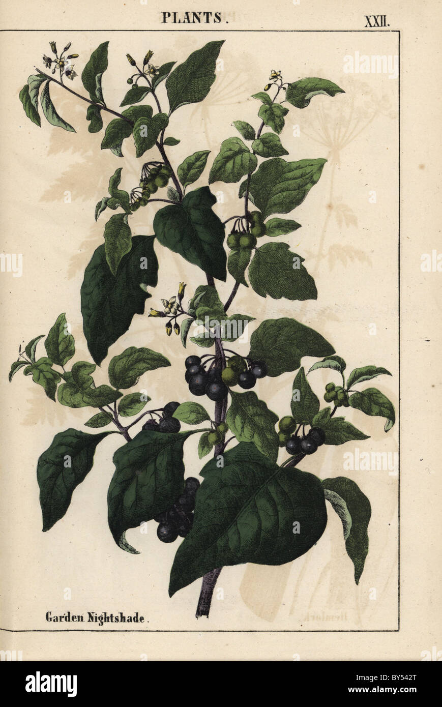 Deadly nightshade illustration hi-res stock photography and images - Alamy