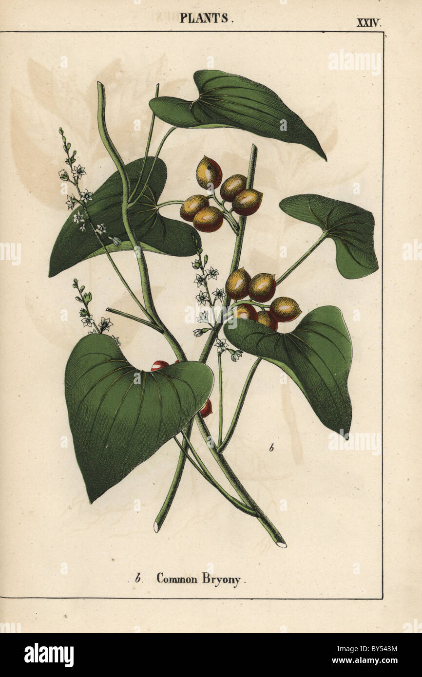 Bryony bryonia alba hi-res stock photography and images - Alamy