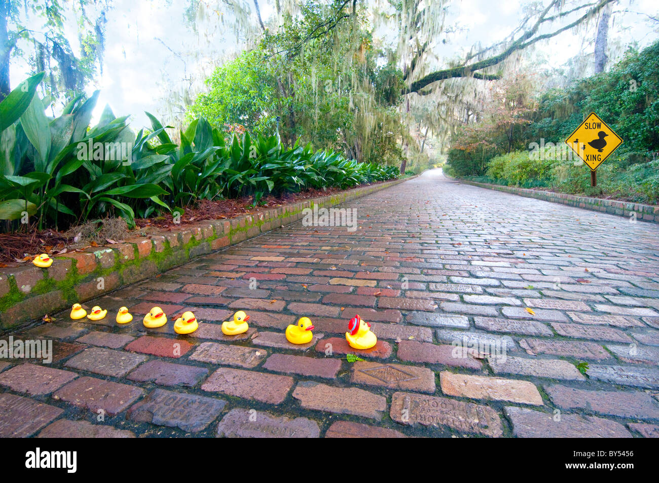 "Duck Crossing" - Why do rubber ducks cross the road Stock Photo - Alamy