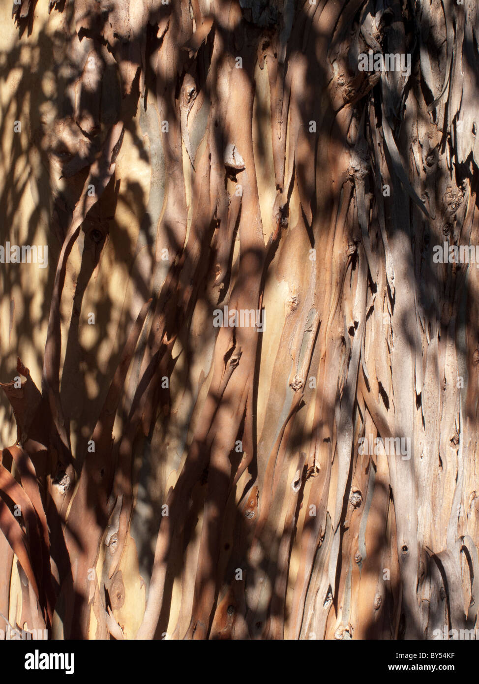 Detail of eucalyptus tree trunk bark, shedding from tree, in dramatic ...