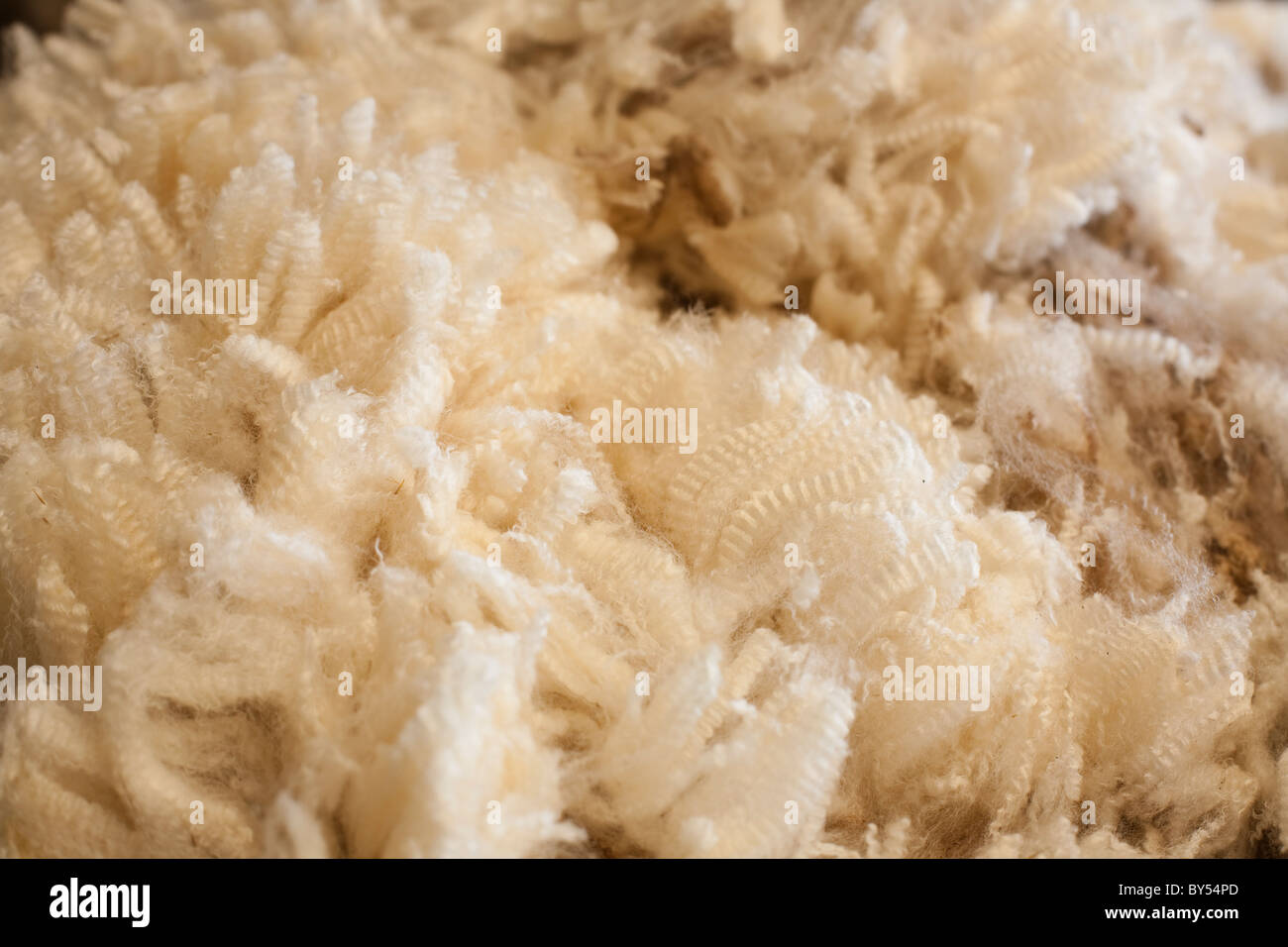 Sheeps Fleece High Resolution Stock Photography and Images - Alamy