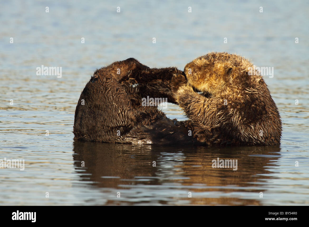 A Sea Otter grooming it's tail Stock Photo - Alamy