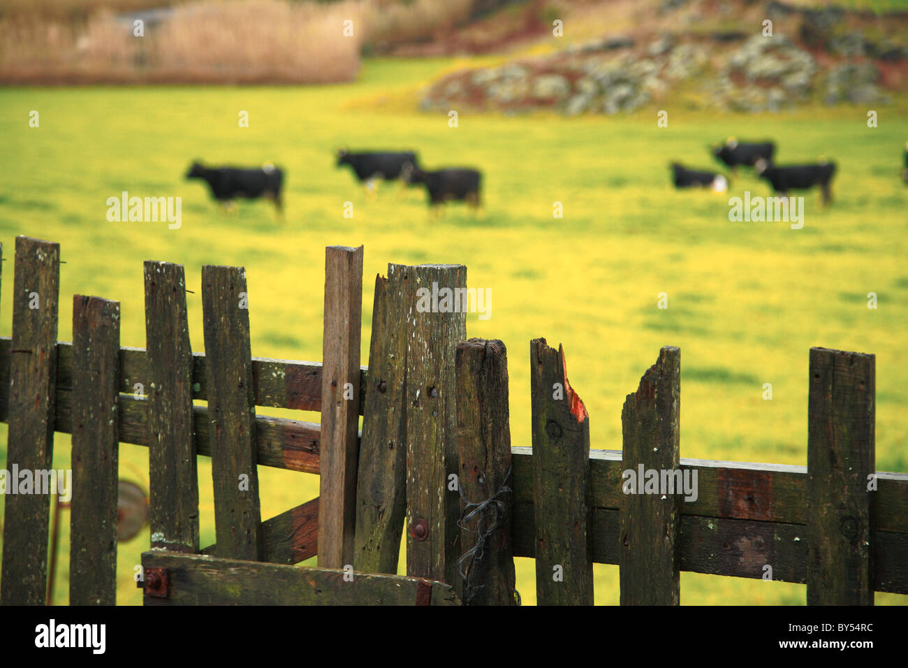 Cattle fence hi-res stock photography and images - Alamy