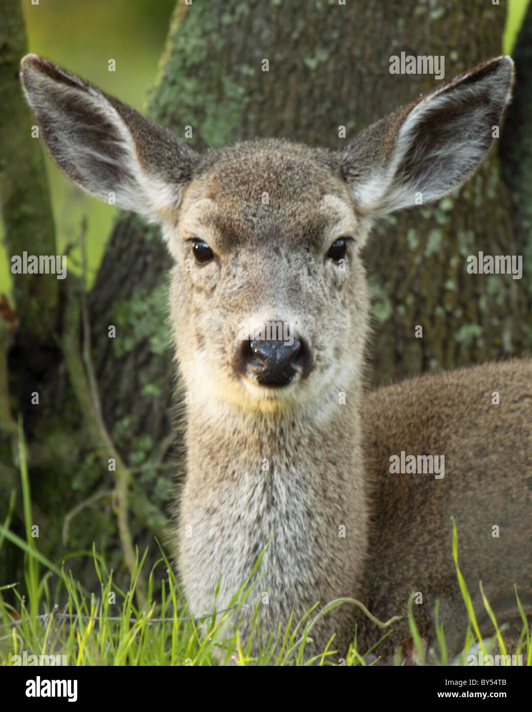 A Black-tailed Deer yearling in low light Stock Photo - Alamy