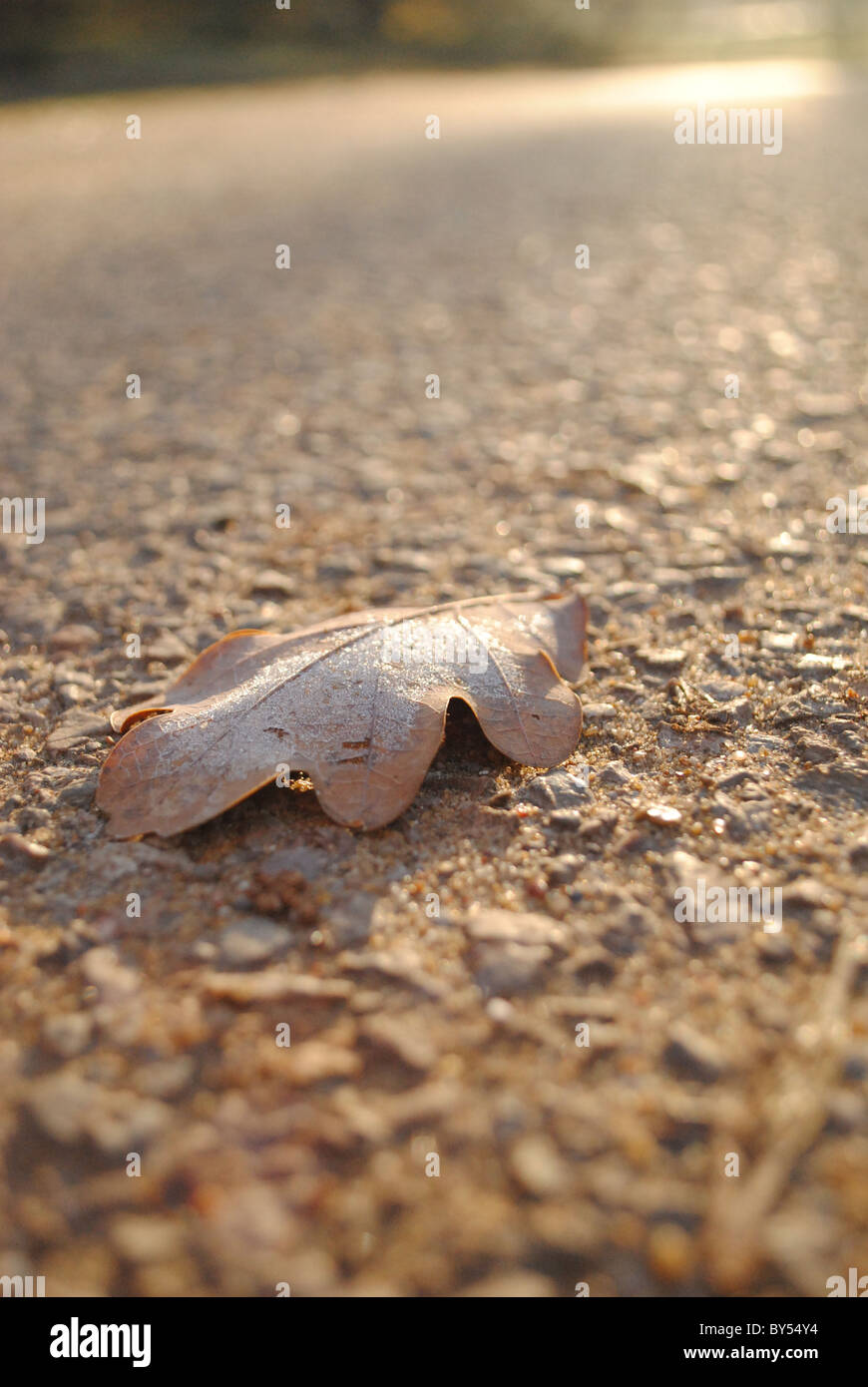 When Autumn turns to Winter Stock Photo - Alamy