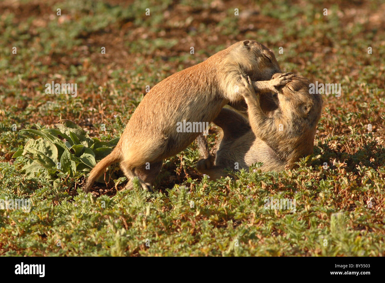 Dog mating hi-res stock photography and images - Alamy