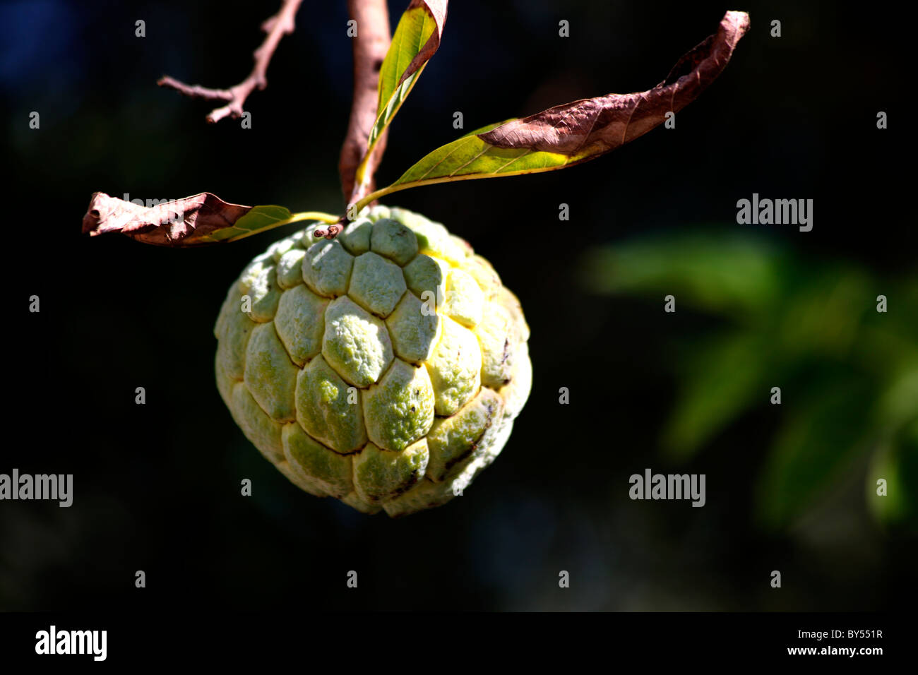A custard apple Stock Photo - Alamy