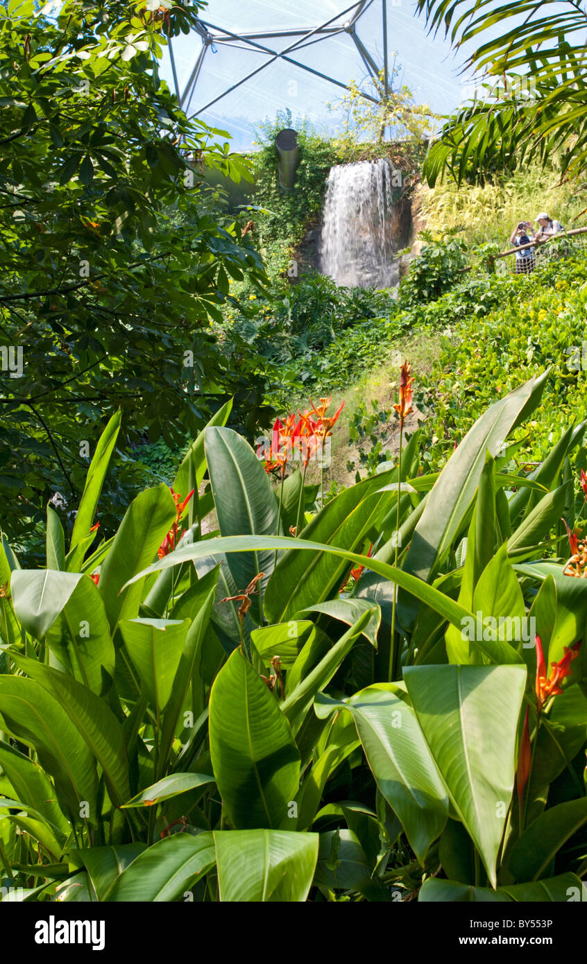 Inside the Rainforest (Humid Tropics) Biome at the Eden Project Stock ...