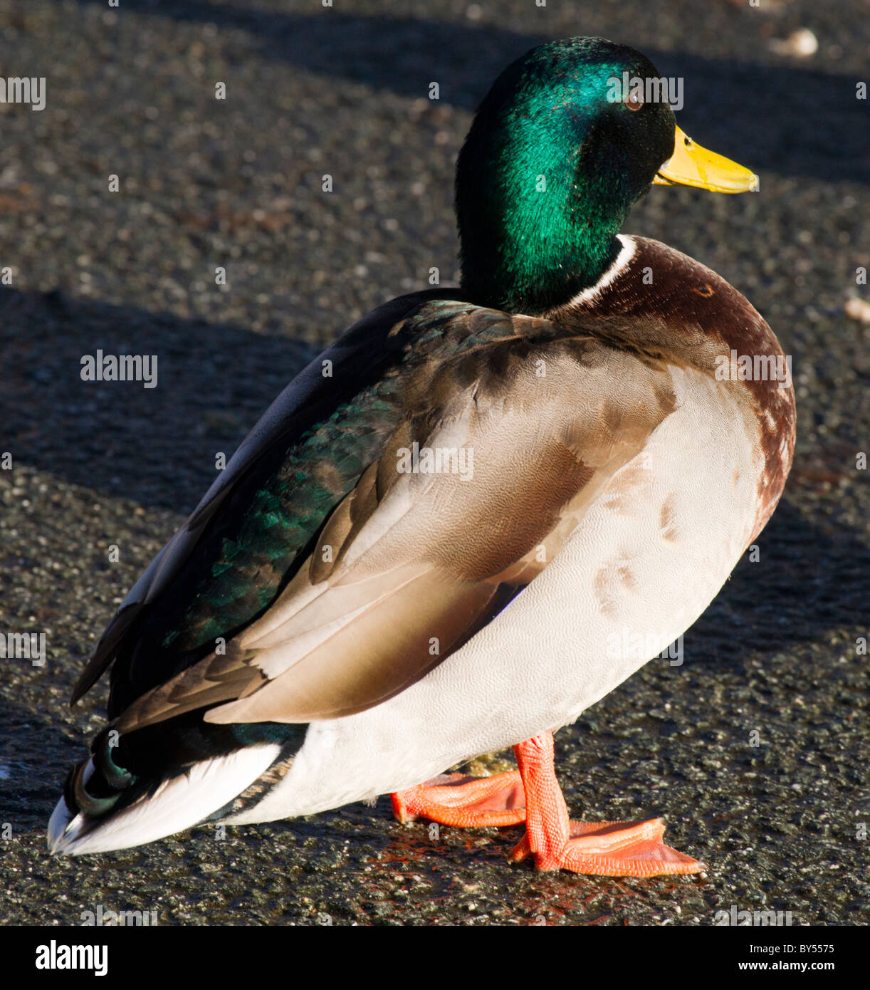 Ducks at Raby Mere in winter when the mere is frozen Stock Photo - Alamy