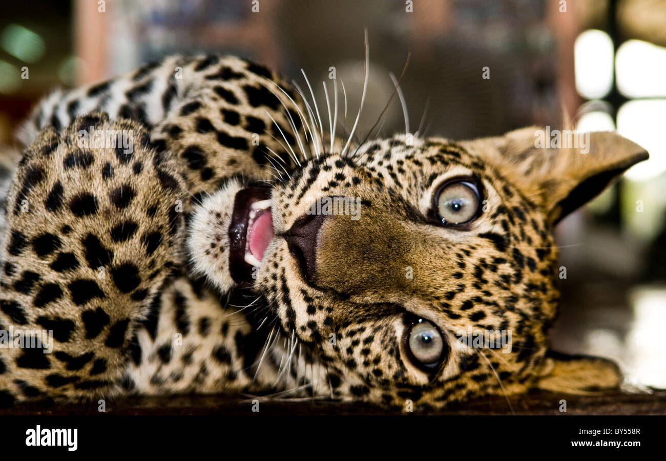 South asian leopard hi-res stock photography and images - Alamy