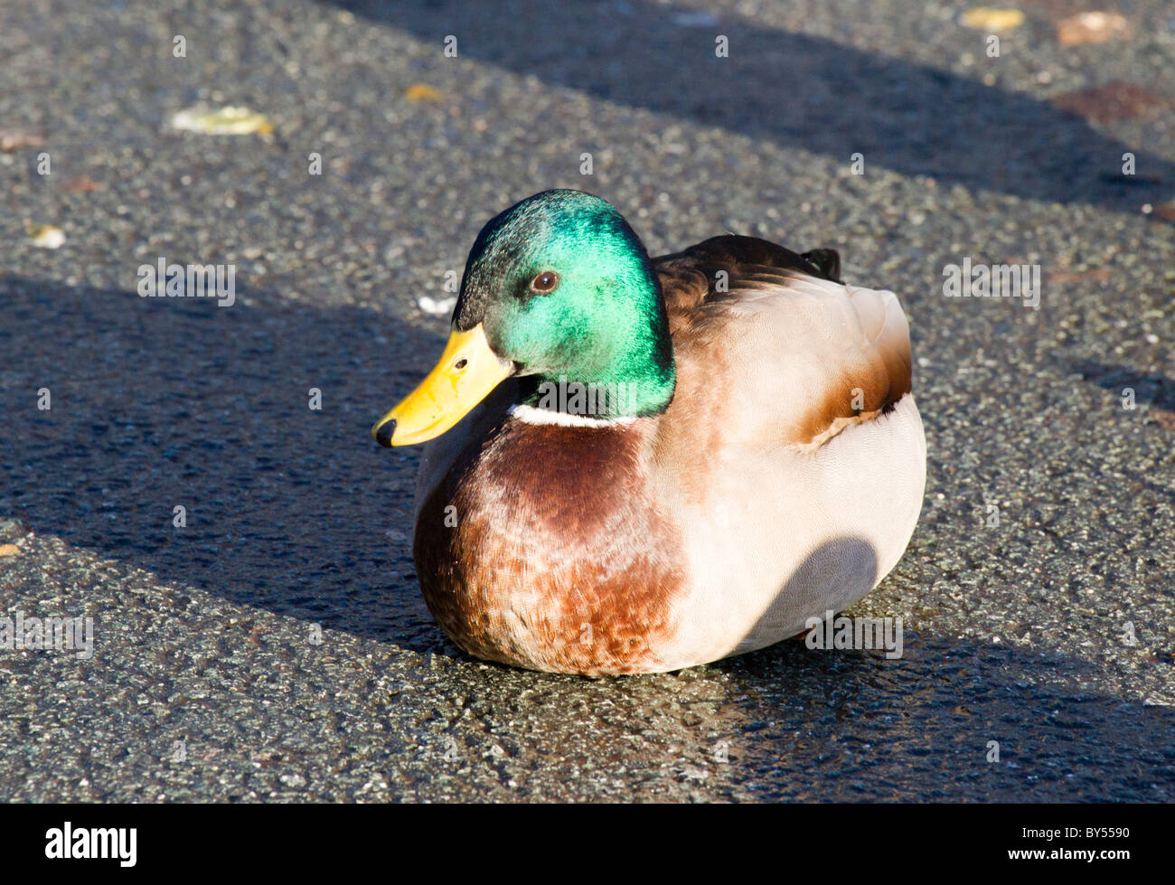 Raby mere hi-res stock photography and images - Alamy