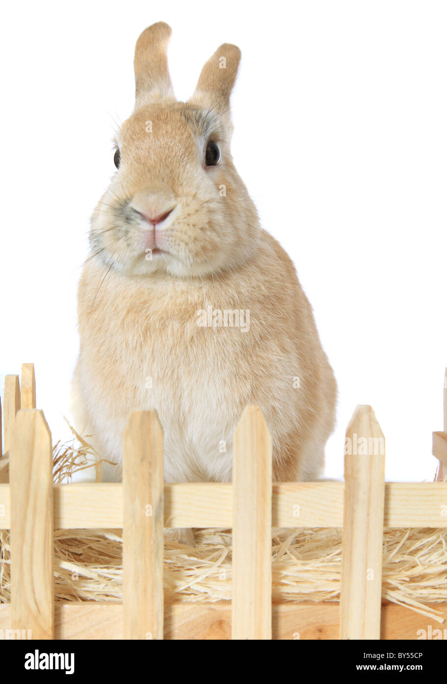 Cute little bunny. All on white background Stock Photo - Alamy