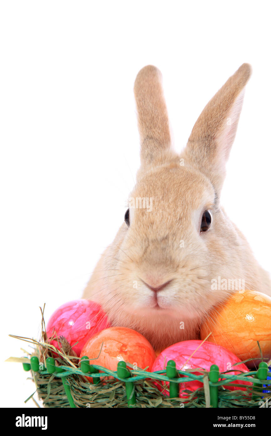Cute little easter bunny with colored eggs. All on white background ...