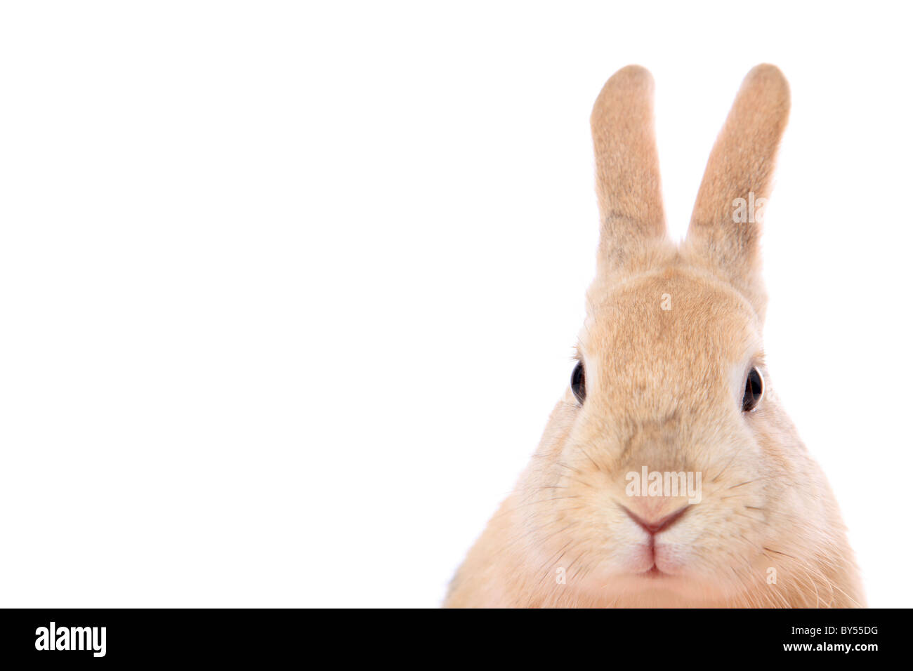 Cute little bunny. All on white background Stock Photo - Alamy