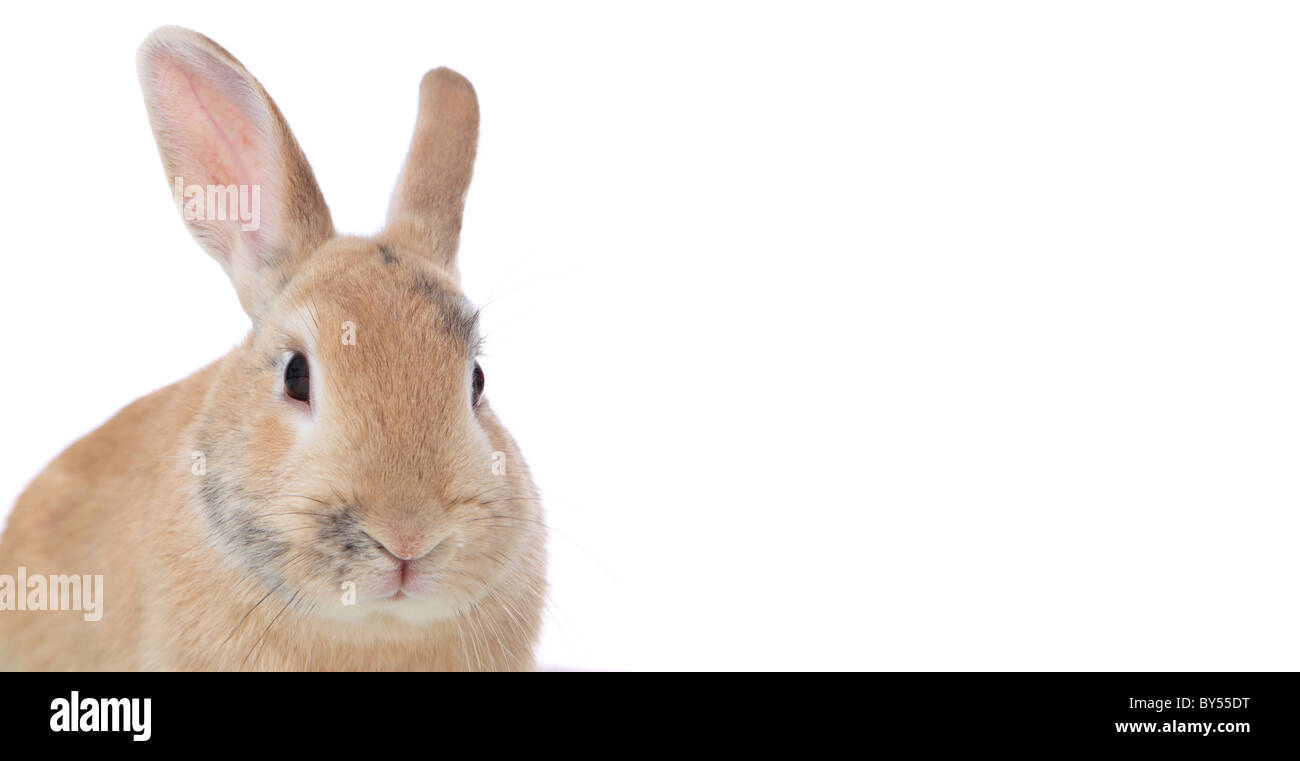 Cute little bunny. All on white background Stock Photo - Alamy