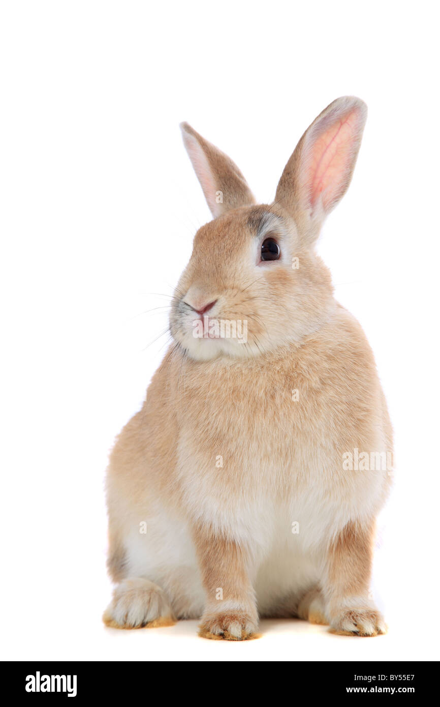 Cute bunny rabbit on Cut Out Stock Images & Pictures - Alamy