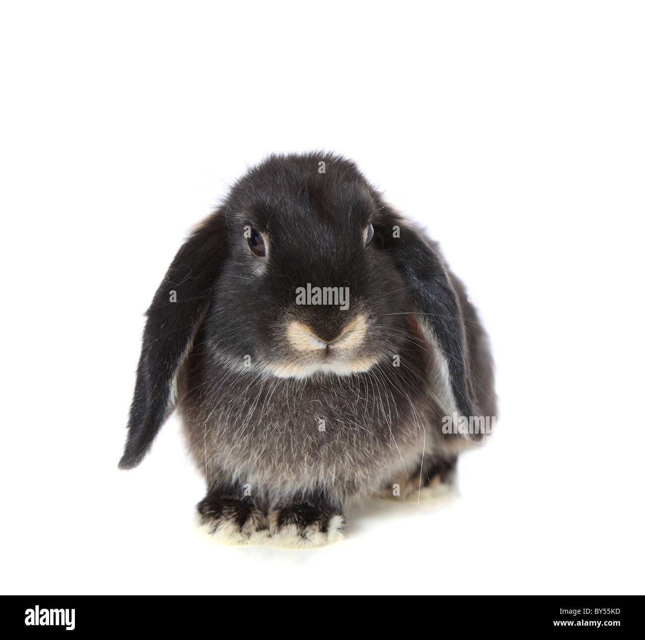 Cute little rabbit. All on white background Stock Photo - Alamy
