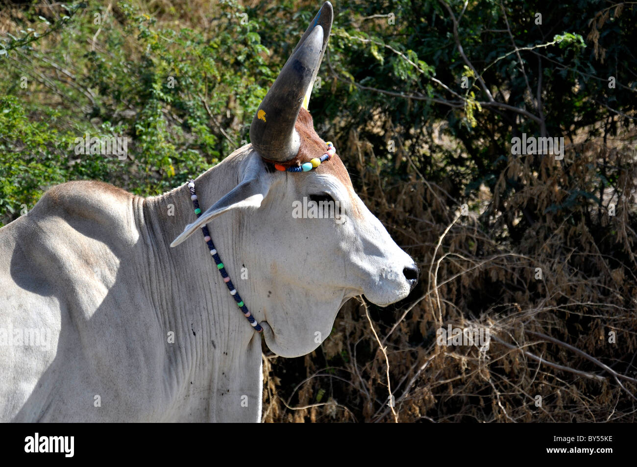 Half bull hi-res stock photography and images - Alamy