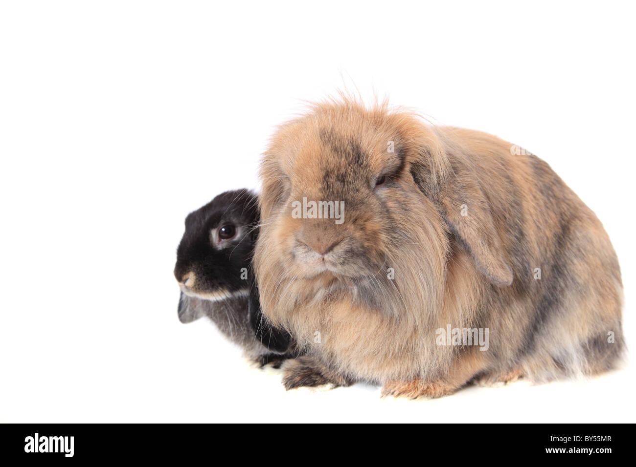 Two cute little rabbit. All on white background Stock Photo - Alamy