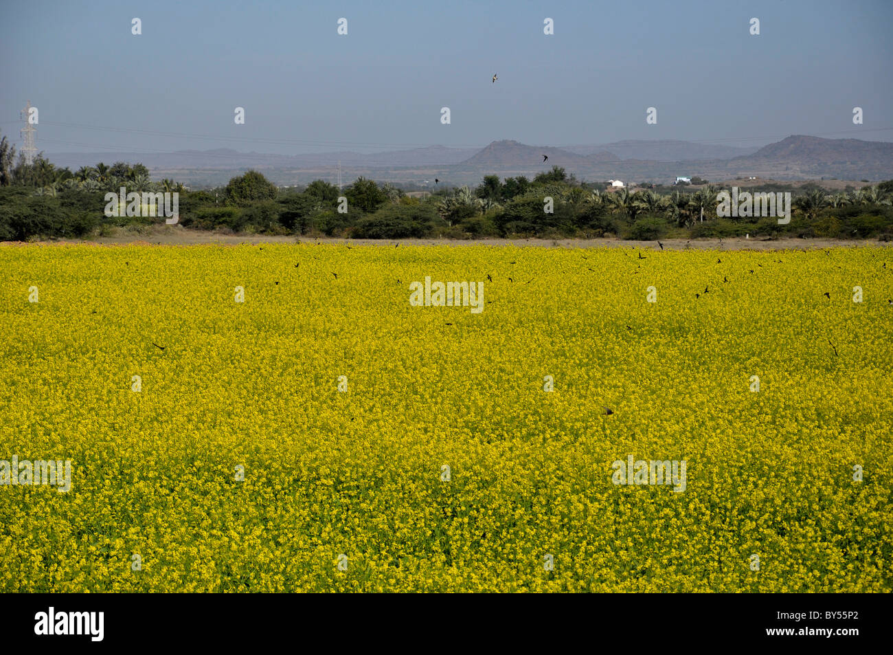 Mustard Cultivation, India Stock Photo - Alamy