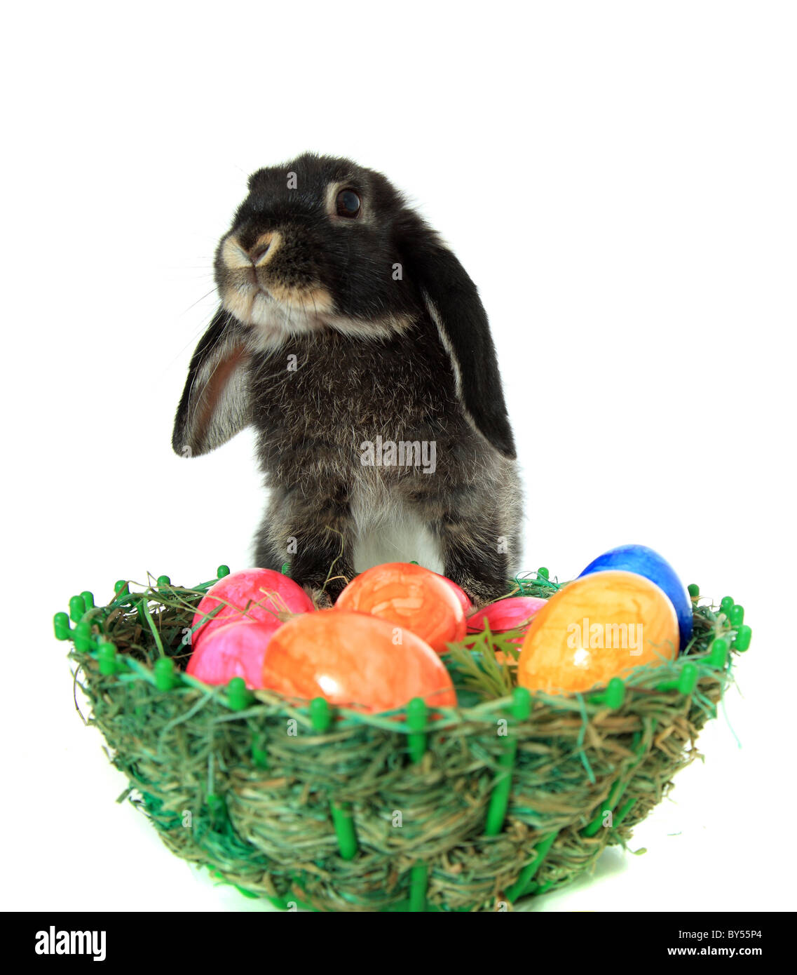 Cute easter bunny with colored eggs. All on white background Stock ...