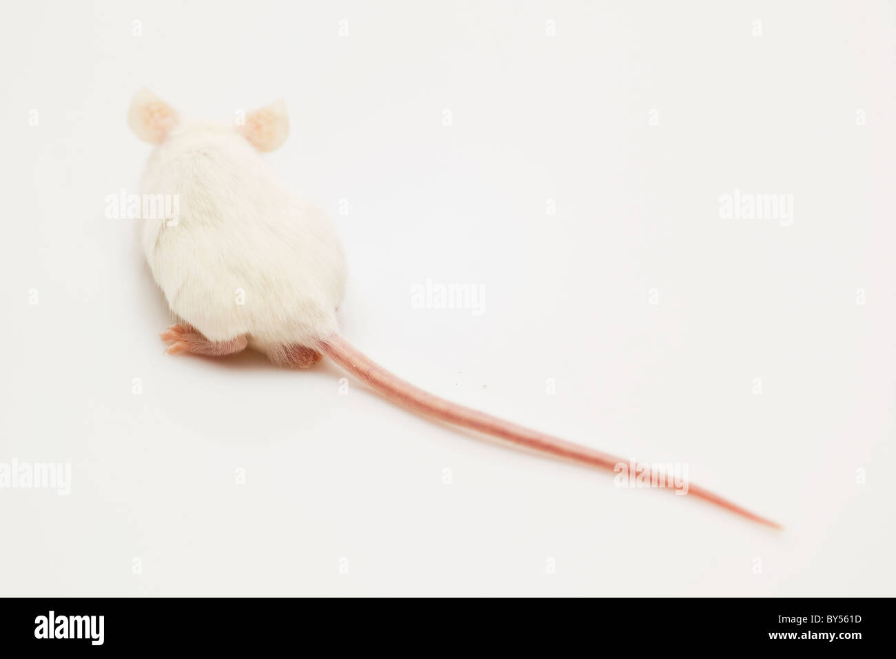 Grey child cute mouse on white background Stock Photo - Alamy