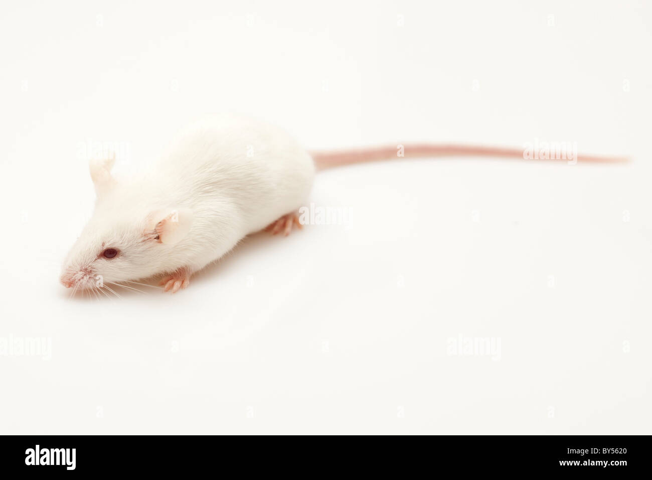 Grey child cute mouse on white background Stock Photo - Alamy